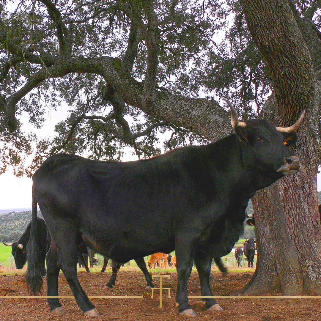 Descubre Gratis Todo el Sabor de la Carne Sayaguesa • Dehesa Almariego ...